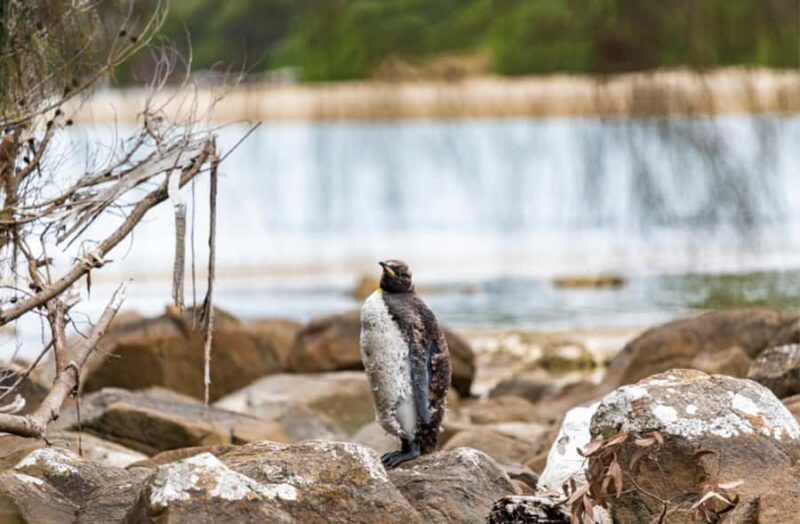 Signature Bruny Island Tour - Hobart & SE Tasmania - Who Should Consider This Tour?