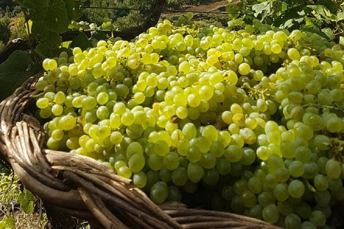 Signature Wine Tastings, Skywalk, Nature 4x4 Open Roof Expedition - Logistics: Comfort, Timing, and Practicalities