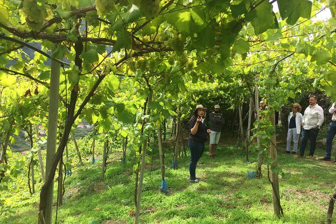 Signature Wine Tastings, Skywalk, Nature 4x4 Open Roof Expedition - Who Will Love This Tour?