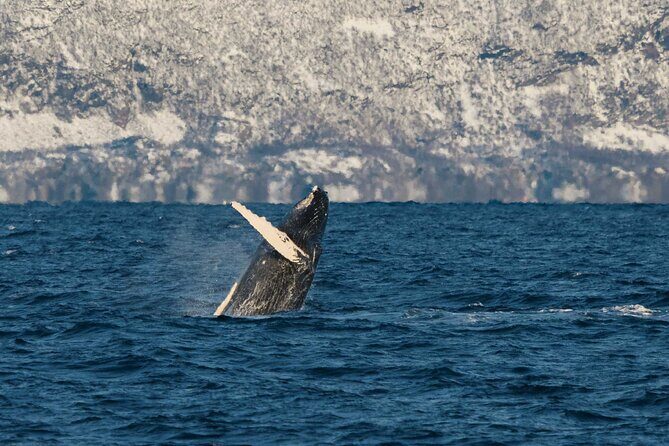 Silent Whale Watching on Hybrid-Electric Boat with Scenic Bustrip - What Travelers Love About This Tour