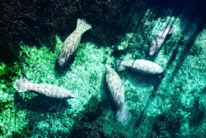 Silver Springs: Clear Kayak Manatee Season Tour - Key Points