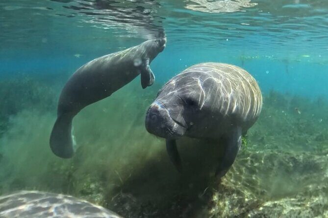 Silver Springs: Clear Kayaking Wildlife Tour - FAQ