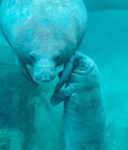 Silver Springs: Glass Bottom Kayak and Wildlife Tour - Who Should Consider This Tour?