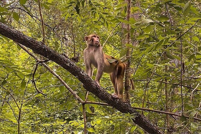 Silver Springs - Glass Bottom Kayak Rental - FAQs