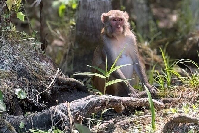 Silver Springs Jungle Kayaking and Paddleboarding - The Sum Up