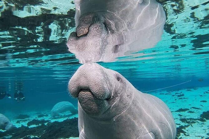 Silver Springs Manatee Kayak Tour - Final Thoughts