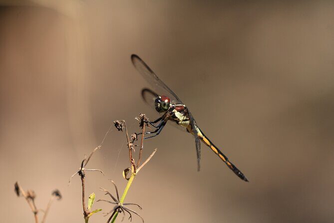 Silver Springs Manatee Kayak Tour - FAQ: Silver Springs Manatee Kayak Tour