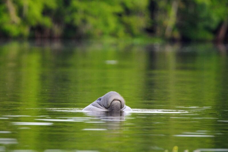 Silver Springs Manatee Kayaking Tour - Key Points