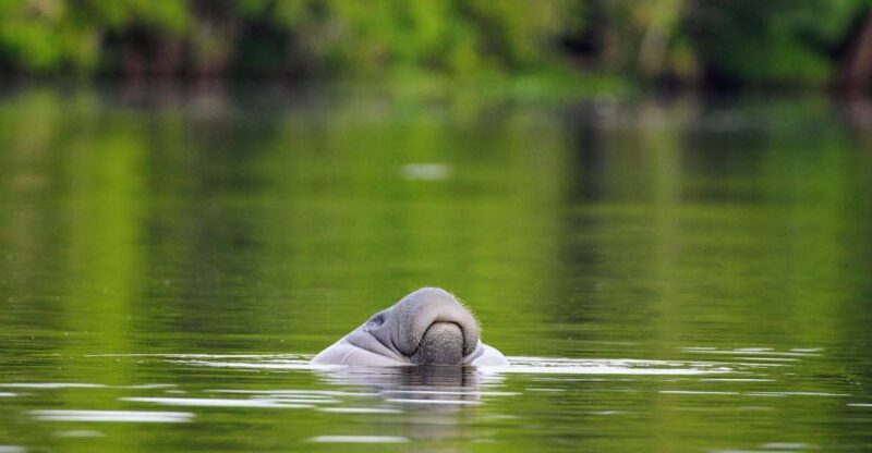 Silver Springs Manatee Kayaking Tour - An In-Depth Look at the Silver Springs Kayaking Experience