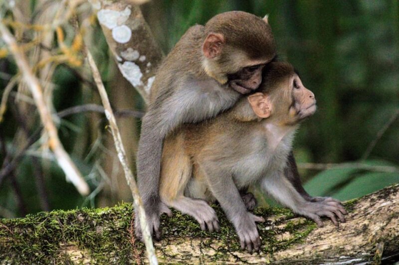 Silver Springs Manatee Kayaking Tour - FAQs