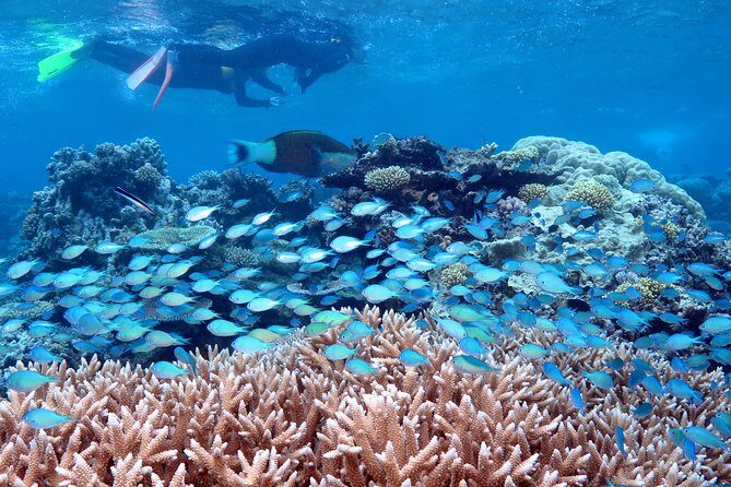 Silversonic Outer Great Barrier Reef Cruise from Port Douglas - Key Points
