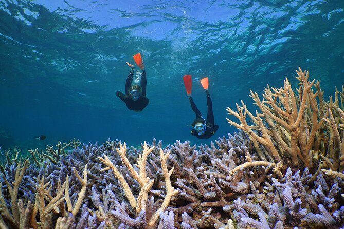 Silversonic Outer Great Barrier Reef Cruise from Port Douglas - Who Would Love This Tour?