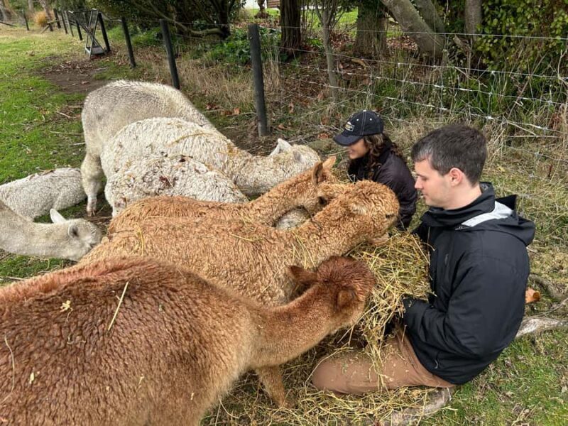 Silverstream Alpaca Farm Tour with Feeding and Guide - Silverstream Alpaca Farm Tour with Feeding and Guide: An Authentic New Zealand Animal Encounter