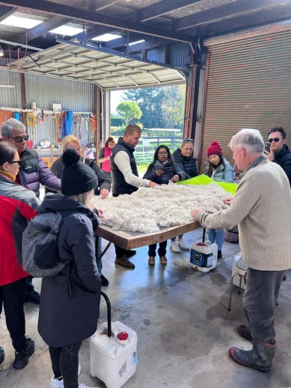 Silverstream Alpaca Farm Tour with Feeding and Guide - What to Expect at Silverstream Alpaca Farm