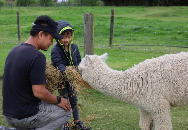 Silverstream Alpaca Farm Tour with Feeding and Guide - Authentic Experiences and Insights from Visitors