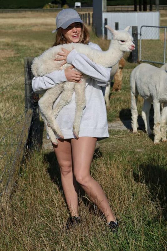 Silverstream Alpaca Farm Tour with Feeding and Guide - The Sum Up