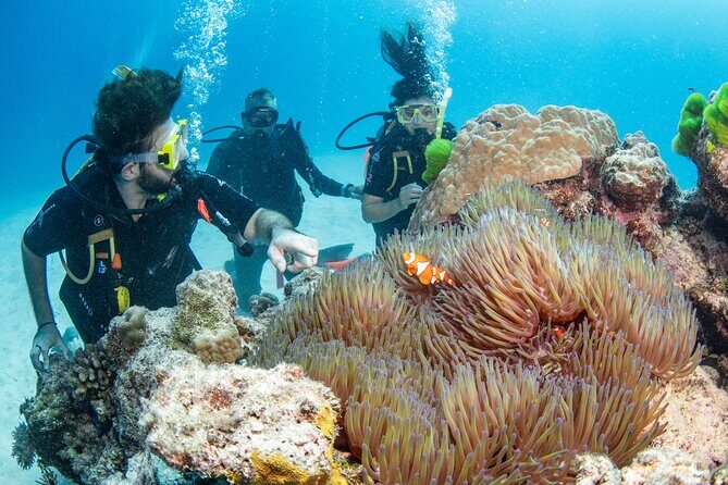 Silverswift Dive and Snorkel Great Barrier Reef Cruise - The Price & Overall Value