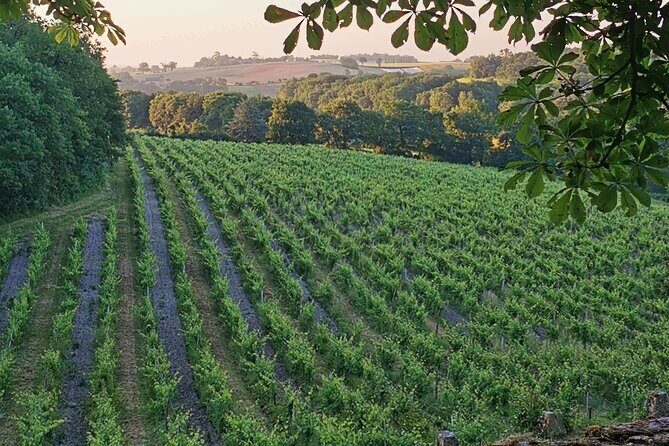 Simple Visit to Discover the Domaine d'Arton - In-Depth Look at the Experience