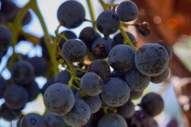 Simple Visit to Discover the Domaine d'Arton - Who Will Love This Tour?