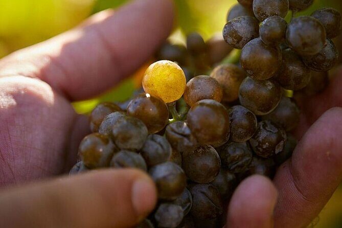 Simple Visit to Discover the Domaine d'Arton - The Sum Up