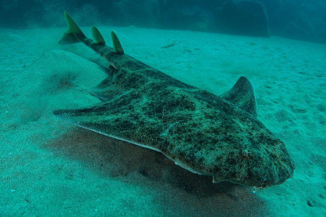 Single Dive for qualified divers from shore, region Puerto del Carmen. - What to Expect on Your Diving Day