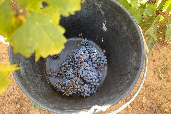 Singular Valencia Wine Tour Utiel Requena Wineries - FAQ