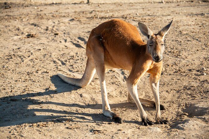 Sip and Animal Safari Experience in Fredericksburg - What Is the Sip and Animal Safari Experience?