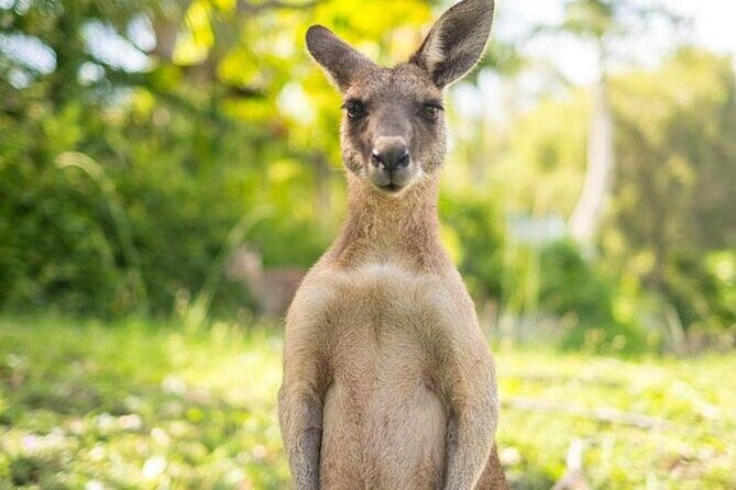 Sip and Animal Safari Experience in Fredericksburg - Practical Details and What Travelers Should Know