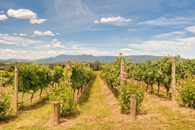 Sip and Savor: Private Yarra Valley Wine Tour from Melbourne - An Overview of the Experience