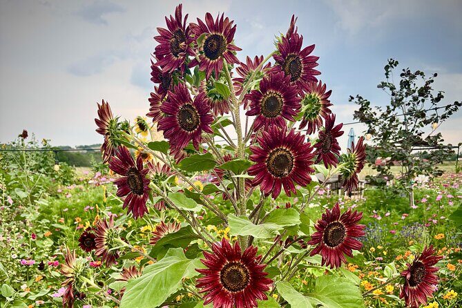 Sip Like a Local Private Wine Tours by Native Experts - Discover the Charm of Fredericksburg with a Private Wine Tour