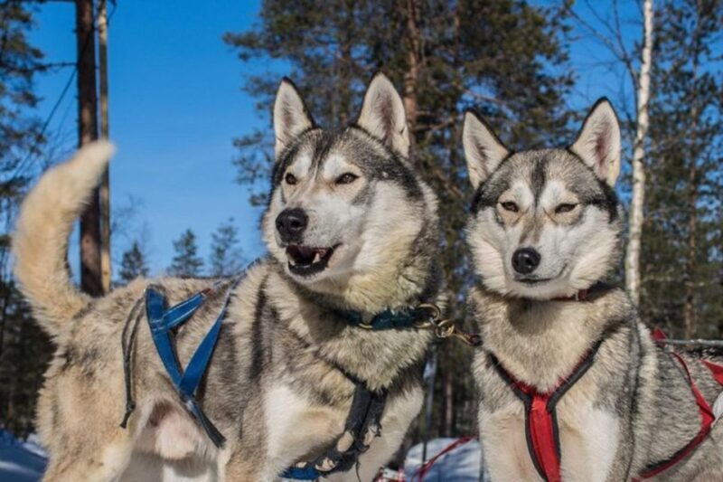 Sirkka: Husky Sled Ride in Levi 2km or 5 km from Levi - Sirkka: Husky Sled Ride in Levi – An Authentic Arctic Experience
