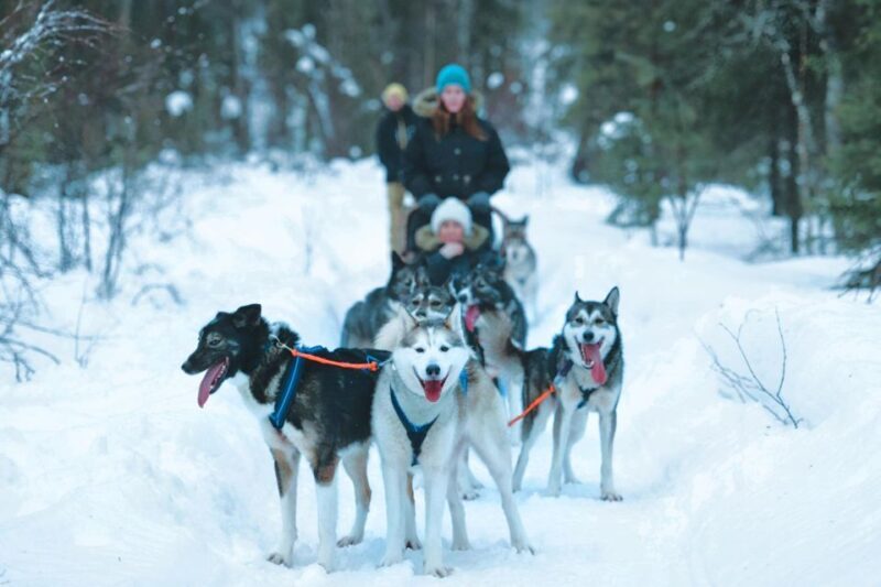 Sirkka: Husky Sled Ride in Levi 2km or 5 km from Levi - What to Expect from Your Husky Sled Ride in Levi