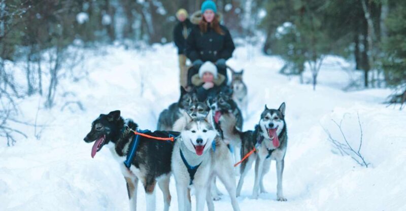 Sirkka: Husky Sled Ride in Levi 2km or 5 km from Levi - Authenticities and Highlights from Reviews
