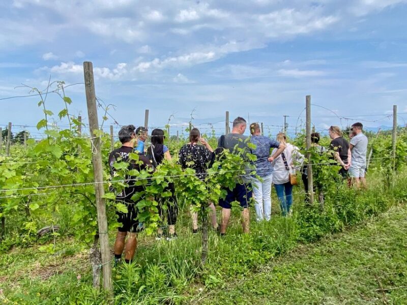 Sirmione: Vineyard Tour with Lugana Wines and Local Tastings - An Authentic Taste of Lugana in Sirmione