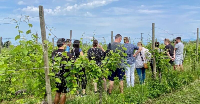 Sirmione: Vineyard Tour with Lugana Wines and Local Tastings - The Guides: Passionate and Knowledgeable
