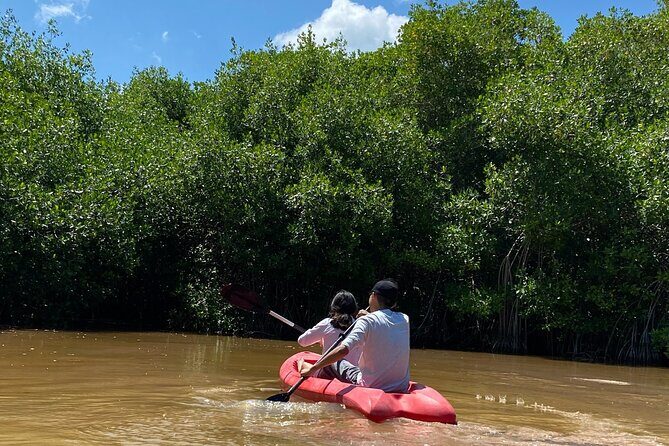 Sisal Mangrove and Beach Kayak Tour From Merida - Discover the Beauty of Sisal: A Complete Guide to the Mangrove and Beach Kayak Tour from Merida