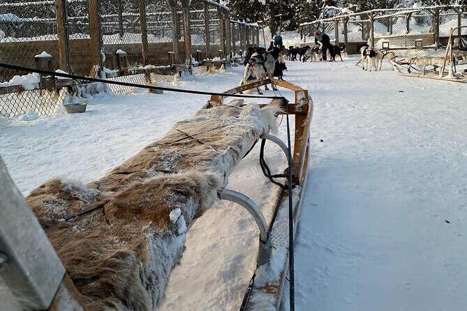 Sit Down Husky Ride Dog Sled Tour in Kiruna - Final Thoughts