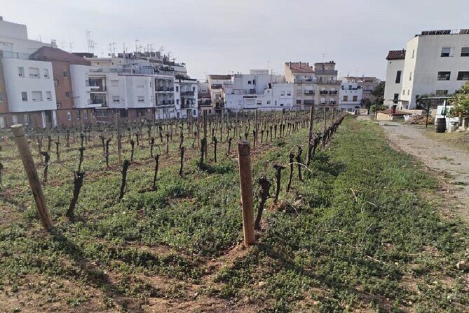 Sitges sailing, walking and winery tour - Practical Details and Considerations