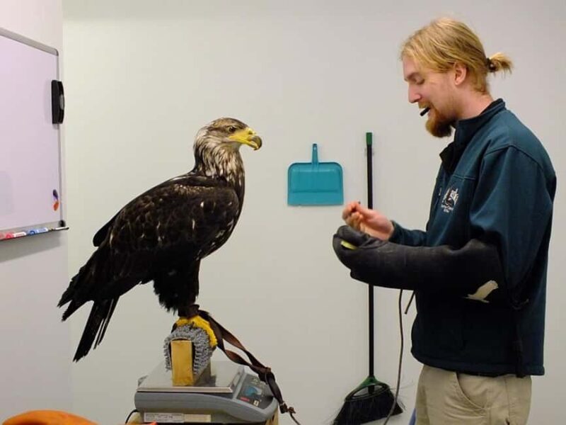 Sitka: Alaska Raptor Center Admission Ticket - Key Points