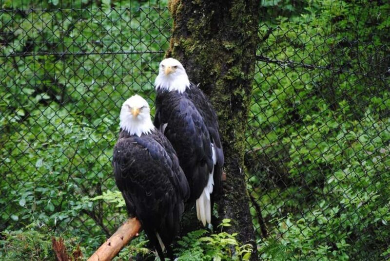 Sitka: Alaska Raptor Center Admission Ticket - An Authentic Wildlife Encounter in Sitka