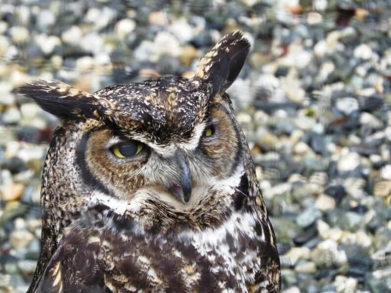 Sitka: Alaska Raptor Center Admission Ticket - The Sum Up