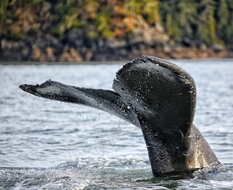 Sitka: Premiere Whale Watching and Wildlife Tour - Key Points