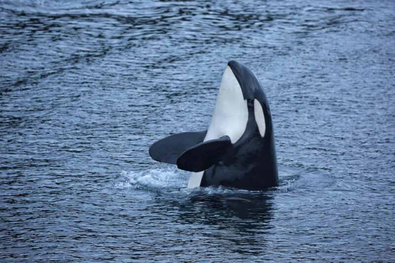 Sitka: Premiere Whale Watching and Wildlife Tour - Why This Tour is a Great Choice
