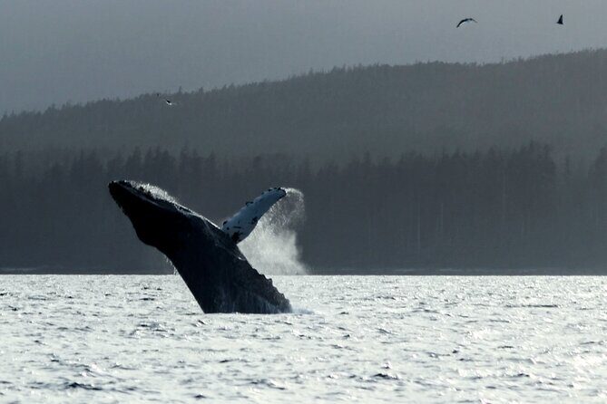 Sitka Sound Marine Wildlife Tour - What Makes This Tour Stand Out