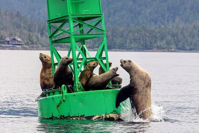 Sitka Sound Marine Wildlife Tour - Who Should Consider This Tour?