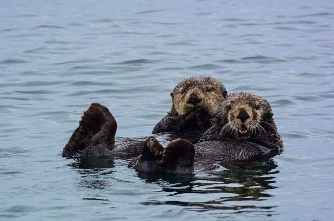 Sitka Whale Watch and Sea Otter Quest - Frequently Asked Questions