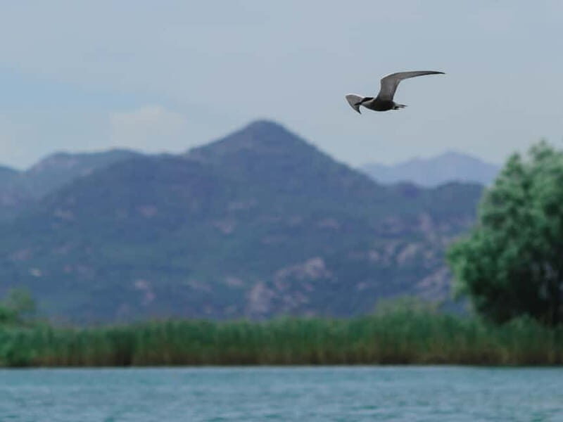 Skadar Lake: 4-Hour Guided tours on Kayak - FAQ About the Skadar Lake Kayak Tour