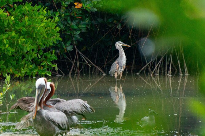 Skadar Lake National Park: Birdwatching & Photography Tour - What Makes This Tour Stand Out?