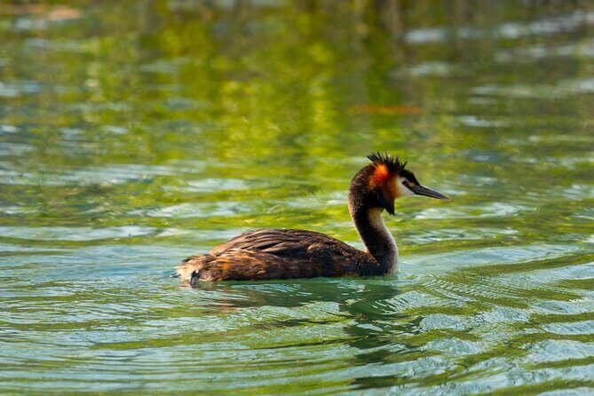 Skadar Lake National Park: Birdwatching & Photography Tour - Authentic Traveler Insights