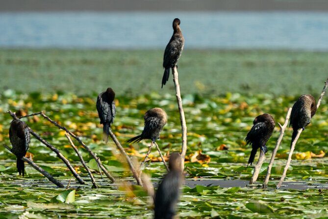 Skadar Lake National Park: Birdwatching & Photography Tour - Final Thoughts: Who Should Consider This Tour?